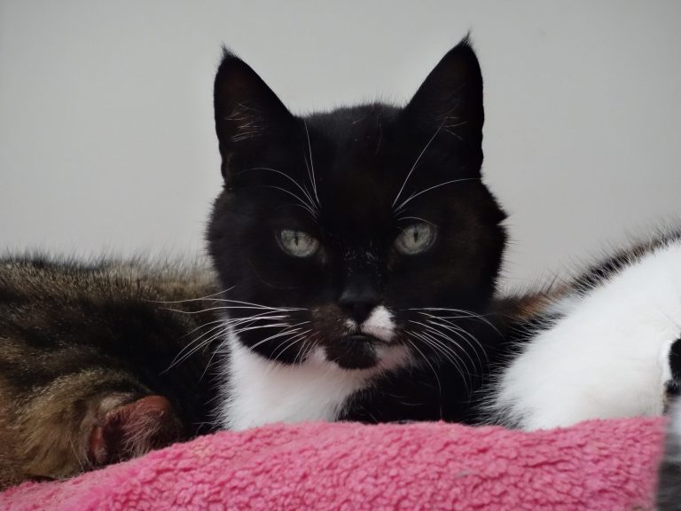 Nico latest - Mann Cat